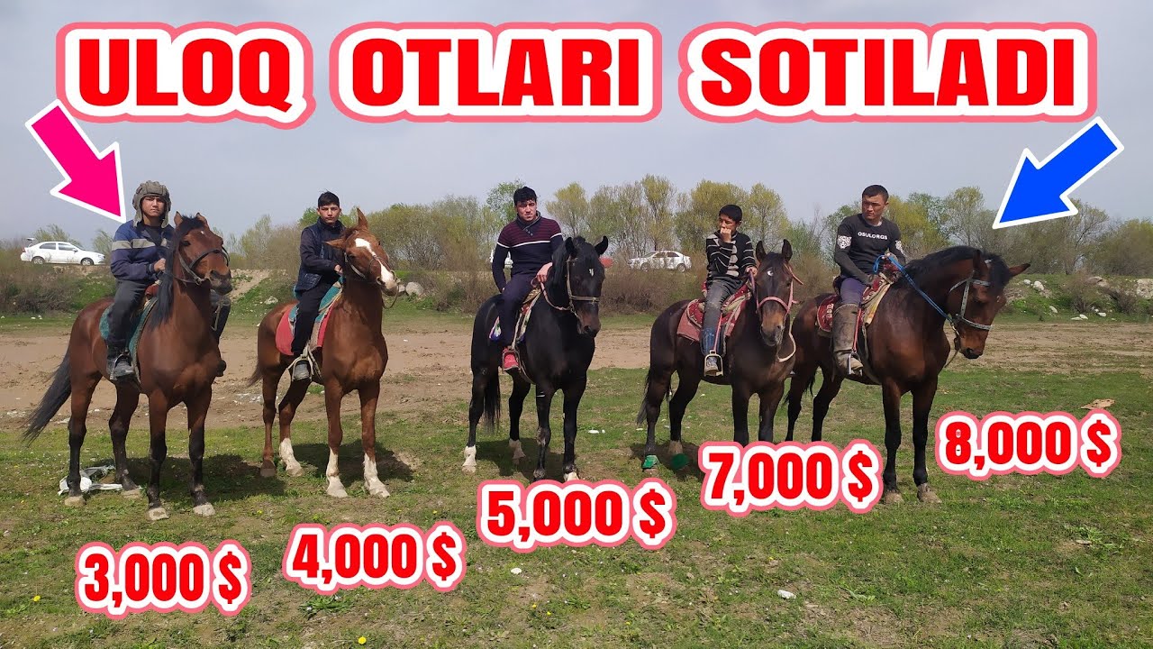 ENG SARA ULOQ OTLALRI SOTILADI SURXONDARYO DENOV ULOQCHI OTLARI 25-Mart ...