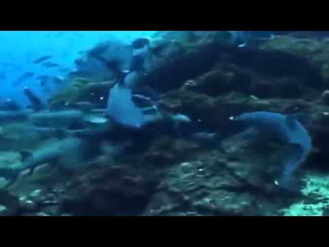 Deep Sea Predators by National Geographic - YouTube