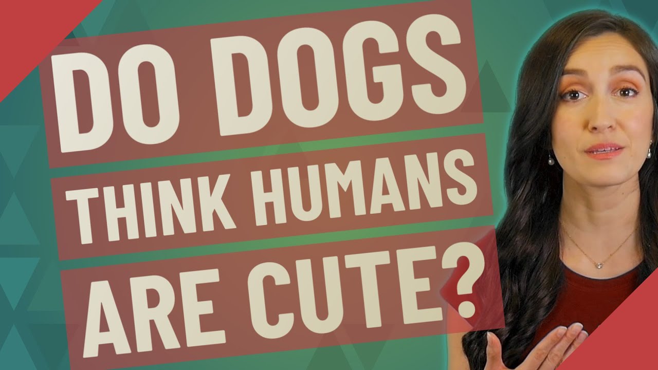 Do dogs think humans are cute? - YouTube