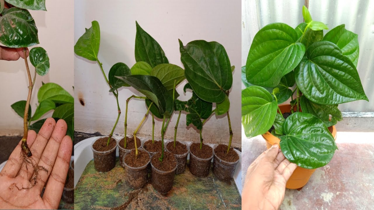 How to grow paan plan from cutting... - YouTube