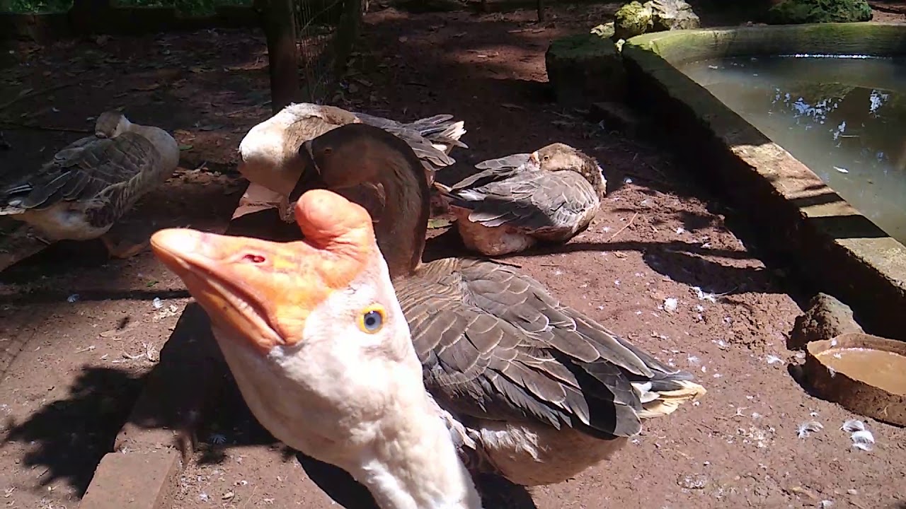 Restaurante Angatu em Piracicaba - YouTube