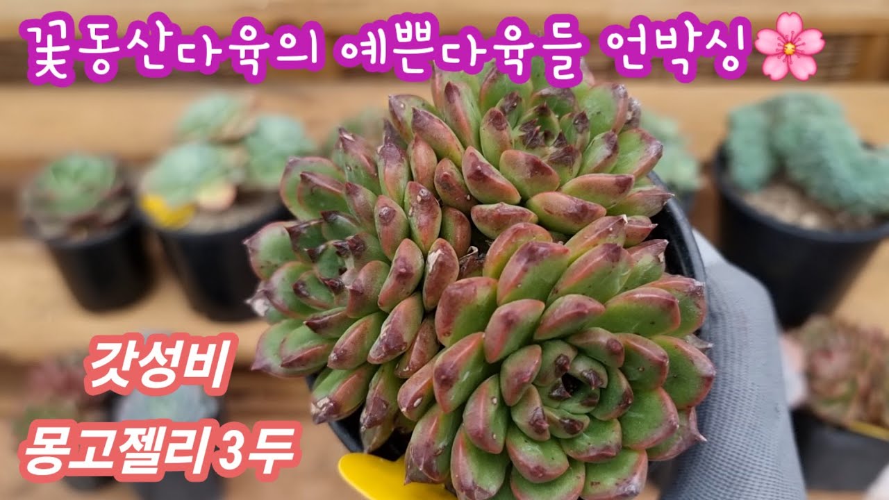 241026 ๐ธ๊ฐ์ฑ๋น ๋ชฝ๊ณ ์ ค๋ฆฌ3๋ ํ๋๋ฉ๋ผ๊ตฐ์๐ธ ์์๋ ์นด๋ฆฌ์ค๋ง ๋ฟ๋ฟํ๋ ์ฒผ๋ก์๋๐ธ ๊ฝ๋์ฐ๋ค์ก์ ์์๋ค์ก๋ค ์ธ๋ฐ์ฑ๐ธ ๊ฝ๋์ฐ๋ค์ก 010 3939 4304 ์ ๋ฃ๊ด๊ณ ํฌํจ