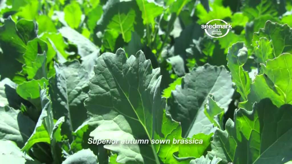 Seedmark Leafmore Forage Brassica 2012 TVC 10 - YouTube