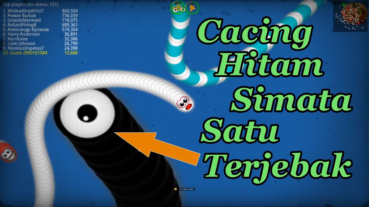 Cacing hitam alaska terjebak-Worms Zone Indonesia - YouTube