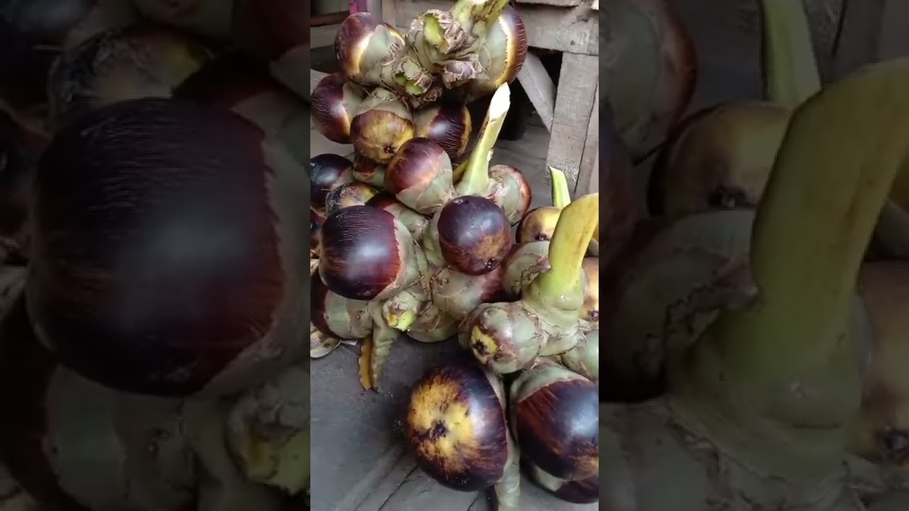 buah siwalan .tuban . - YouTube