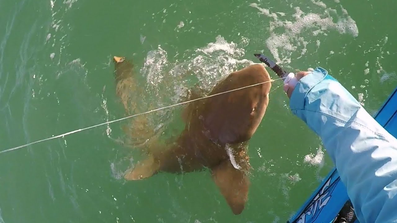 Fun With Mullet (Dead) #2 - Windy Day Tarpon Fishing - YouTube