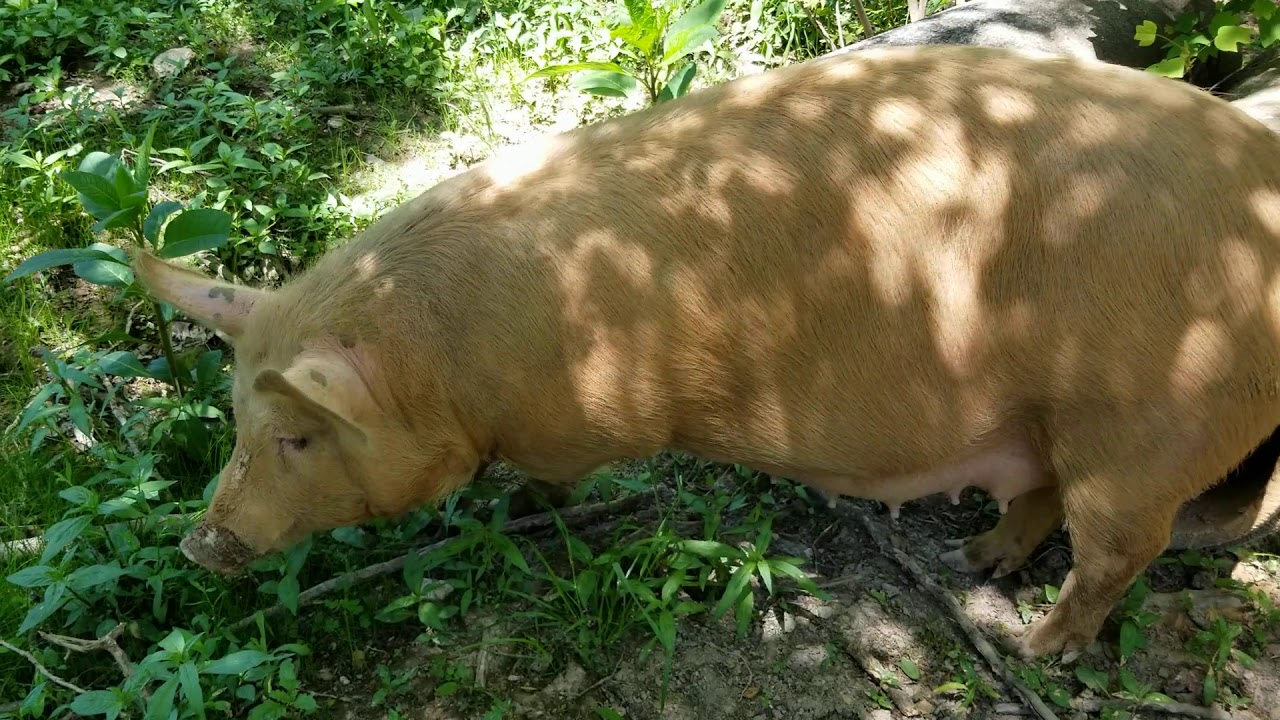 Rooting Pig - YouTube