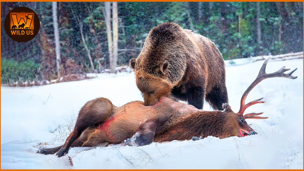 Most Unbelievable Grizzly Bear Attacks Caught on Camera | Animal ...