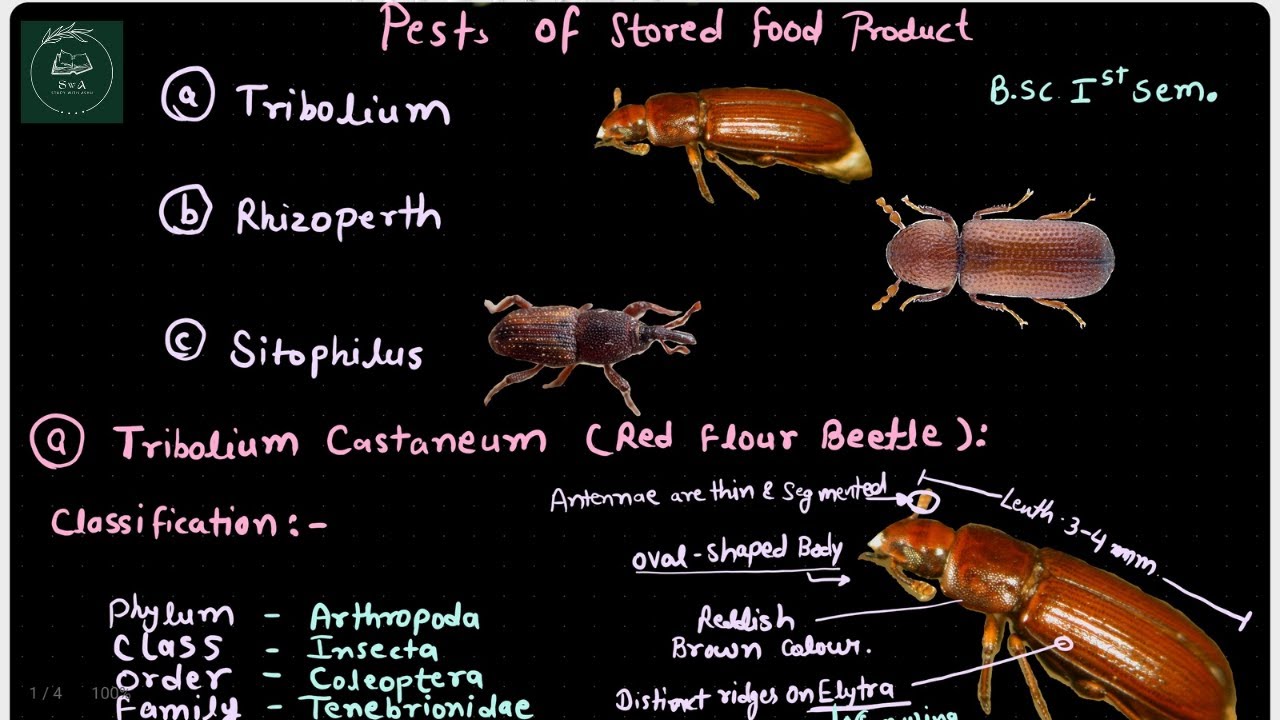 An introduction to common insect pests of stored food products ...