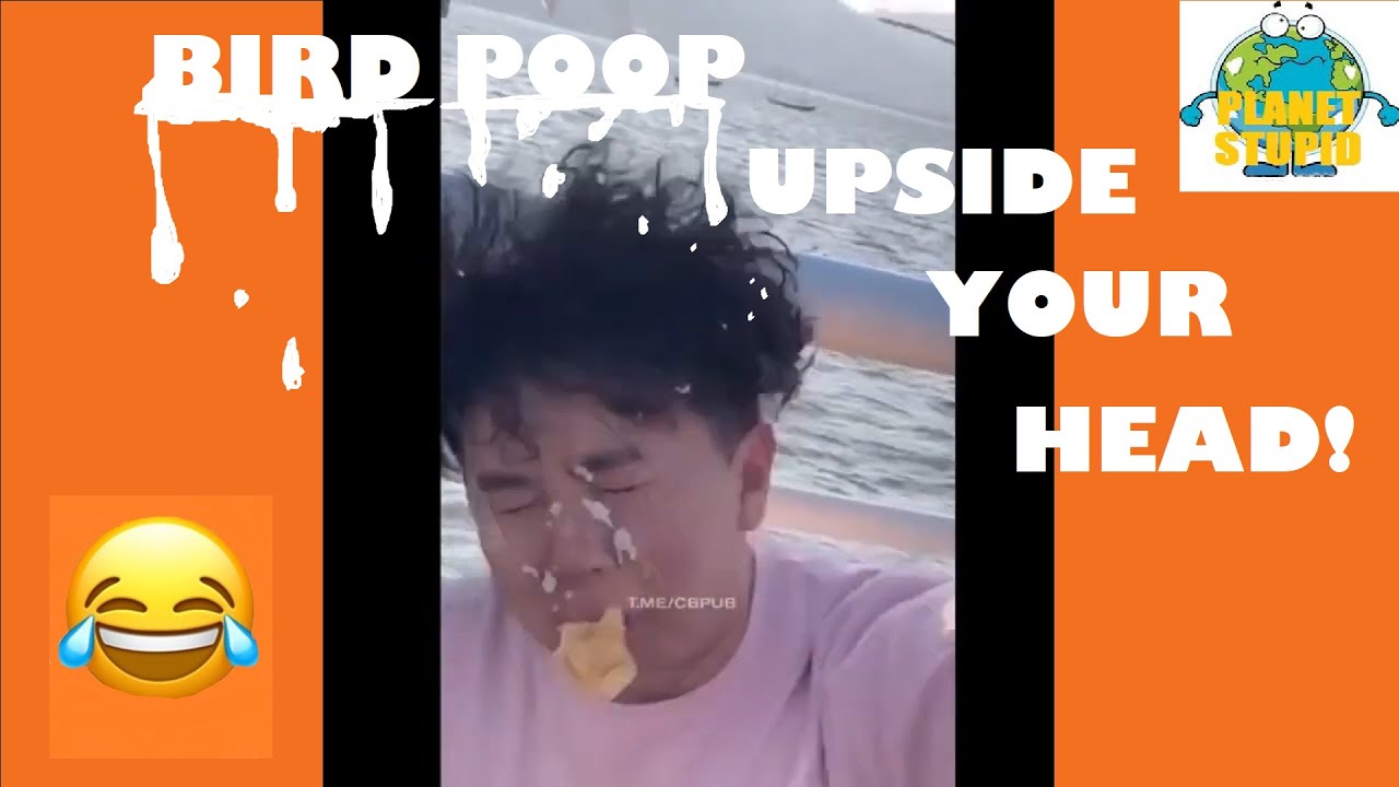 Bird Poop Upside Your Head & Other Funny Fails! 🤣 - YouTube