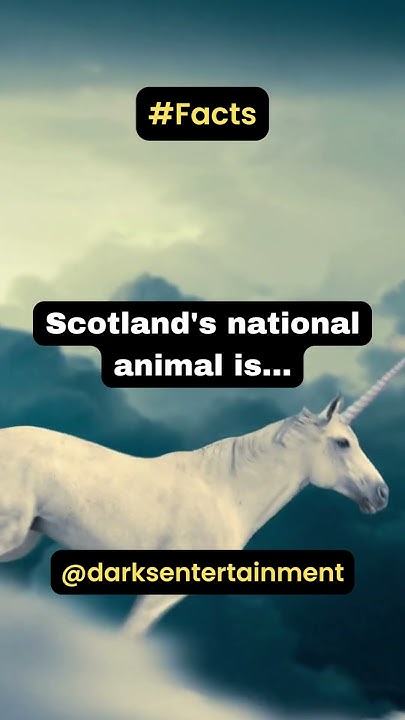 Scotland's National Animal | #shorts - YouTube