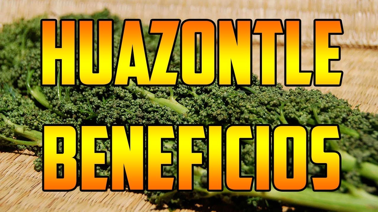 HUAZONTLE #benefits Chenopodium berlandieri ¿PARA QUE SIRVE ? Usos # ...