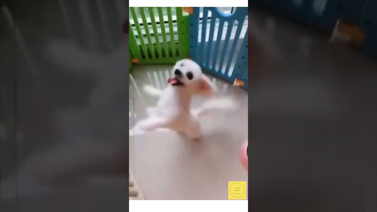 dancing happy poodle | dancing dog on two legs | Happy dog #shorts ...
