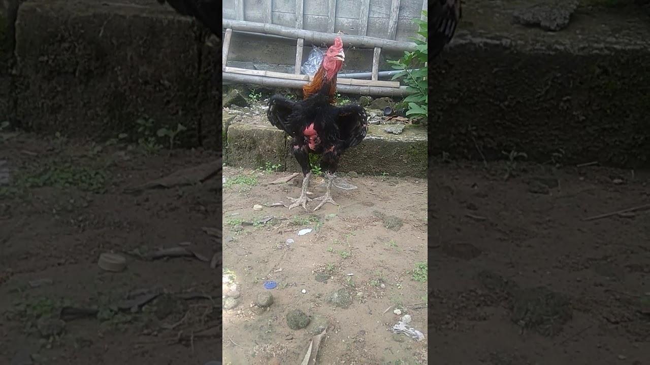 Ayam raksasa - YouTube