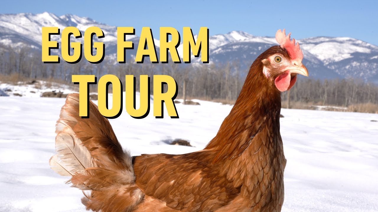 Look Inside a Pasture-Raised Egg Farm - Buck 'N Dave's Eggs in ...