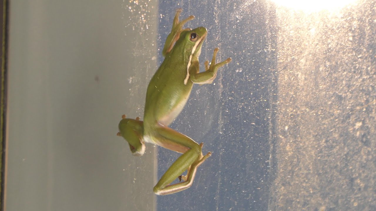 Why did the Tree Frog climb up the wall? - YouTube