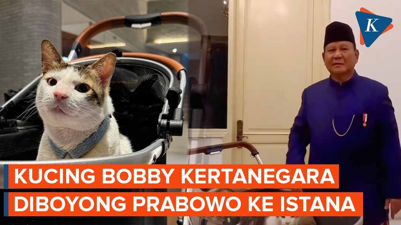 Lucunya Kucing Bobby Kertanegara Ikut Diboyong Prabowo ke Istana - YouTube