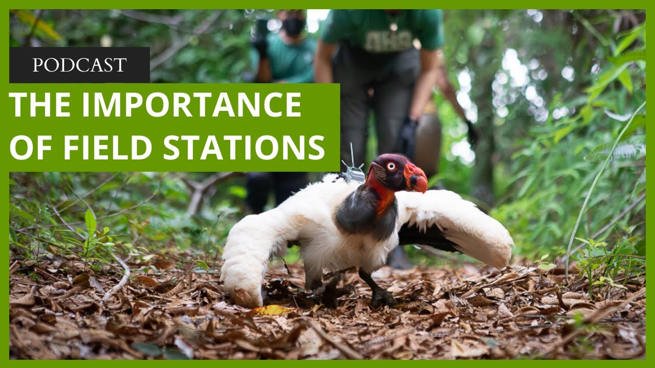 Why field research stations are needed now more than ever - YouTube