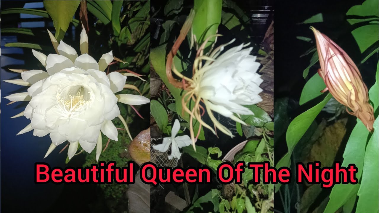 Bulaklak Na Maganda //Queen Of The Night Bloom At Night #flowers #viral ...