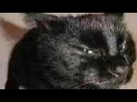 Traitor |Sketch Warrior Cats Animatic| (possibly free ych, idk) - YouTube