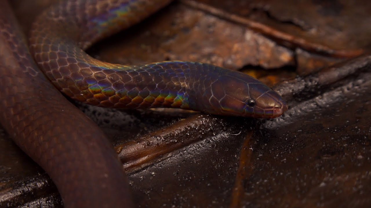 Schmidt's Reed Snake: Kinabalu National Park: Borneo Snakes - YouTube