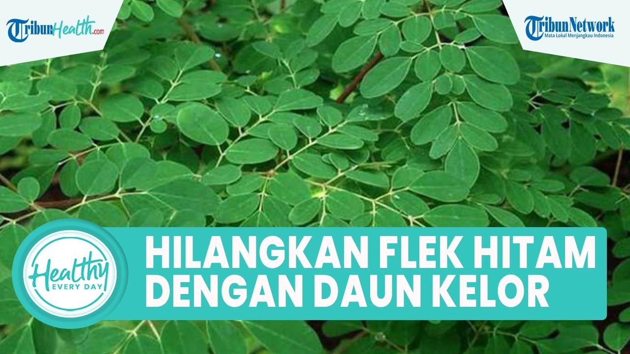 Cara Alami Hilangkan Flek Hitam di Wajah dengan Daun Kelor, Inilah ...