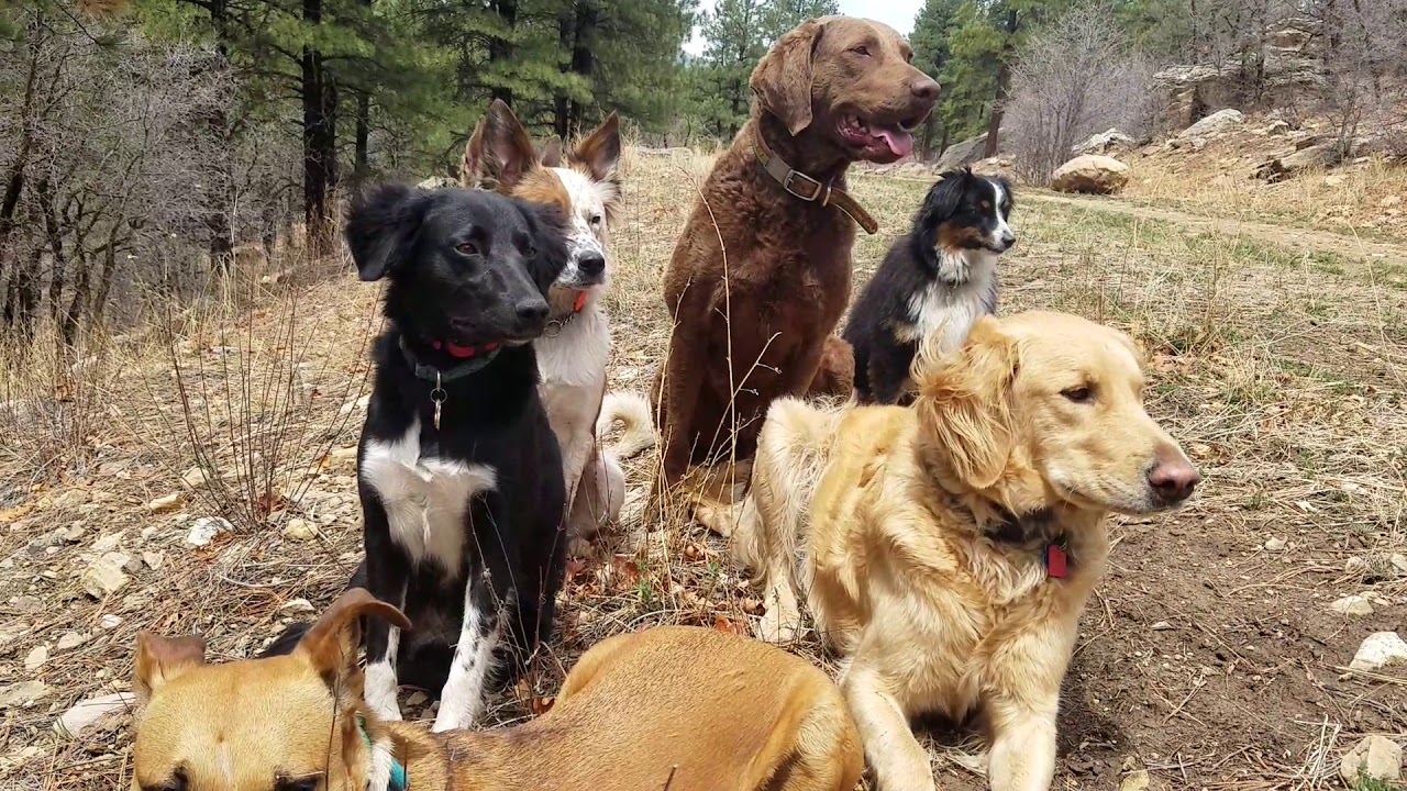 Teach your off-leash dog to ignore and to pass by other dogs: Video 2 ...