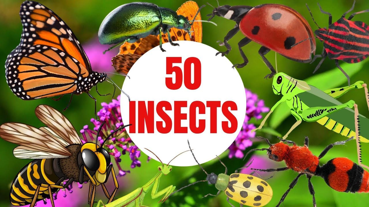 Learn 50 Insects for Kids| Insect Names and Sound - YouTube