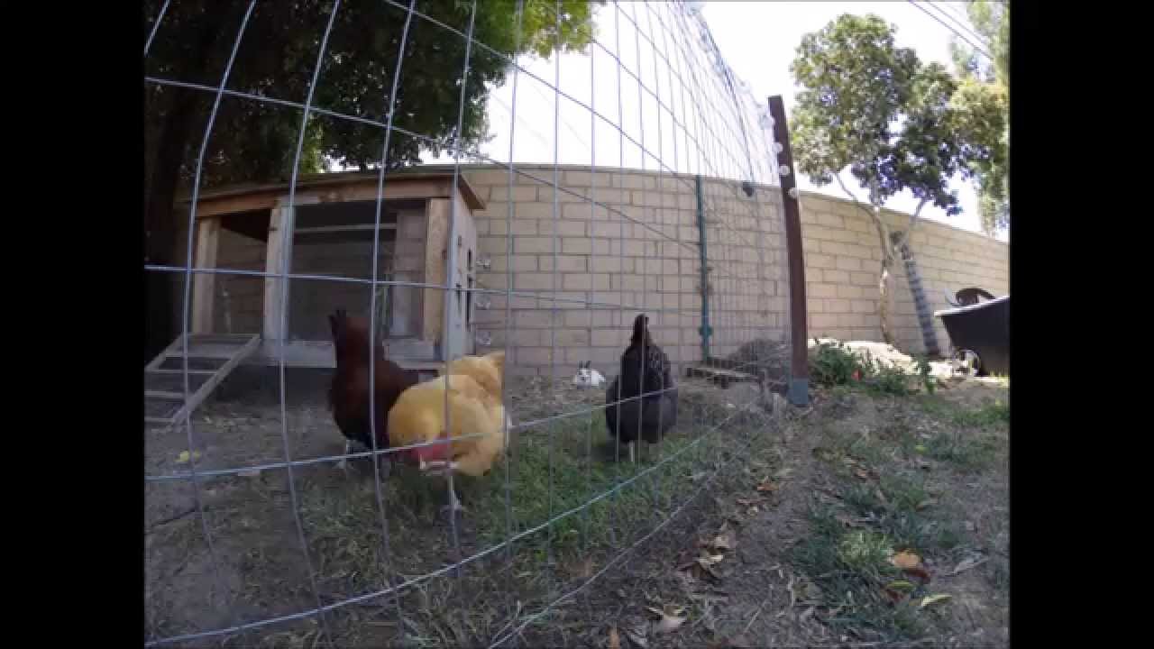 Chicken Life - Time Lapse! - YouTube