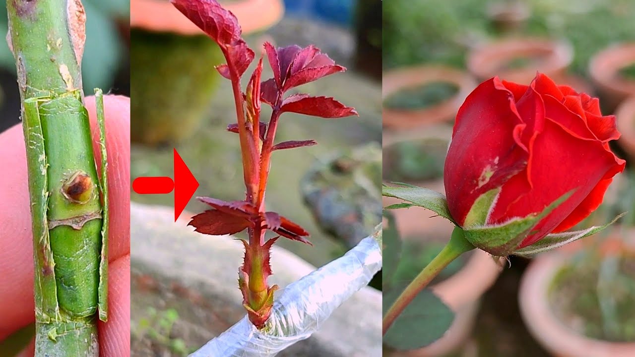 গোলাপ গাছে চোখ কলম করার পদ্ধতি - এই পদ্ধতিতে প্রচুর ফুল পাবেন গাছে ...