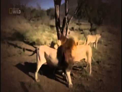 National Geographic   Aslan ile insanın dostluğu   Türkçe Dublaj  Belgesel izle