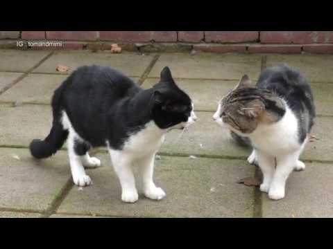 The aftermath of an crazy cat fight | 4K - YouTube