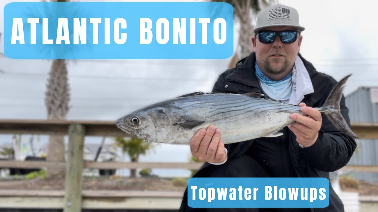 ATLANTIC BONITO: Huge Topwater Blowups and Non-Stop Drag Pullers - YouTube