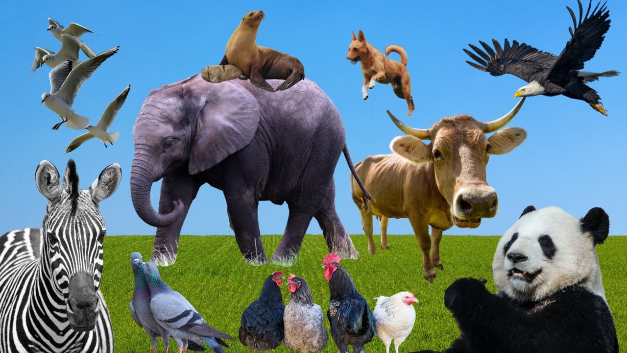 Best Animal Sounds, Buffalo, Horse, Orca, Dog, Tiger, Frog, Crow, Gull ...