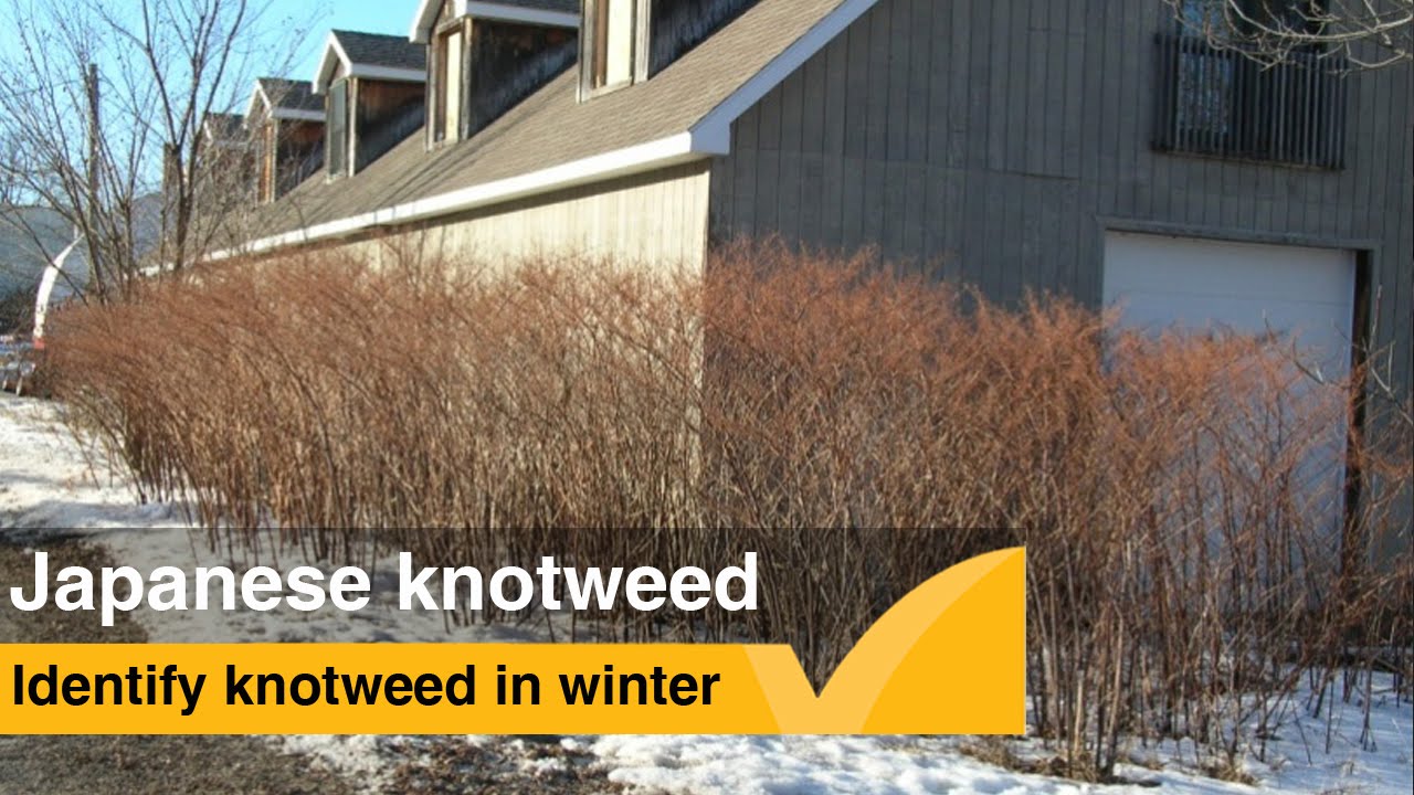 How to Identify japanese knotweed in Winter - YouTube
