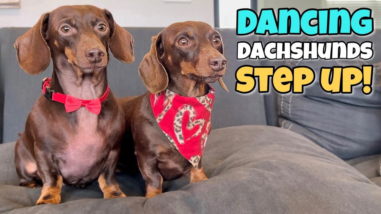 Dancing DACHSHUNDS Show Off Their Moves! - YouTube