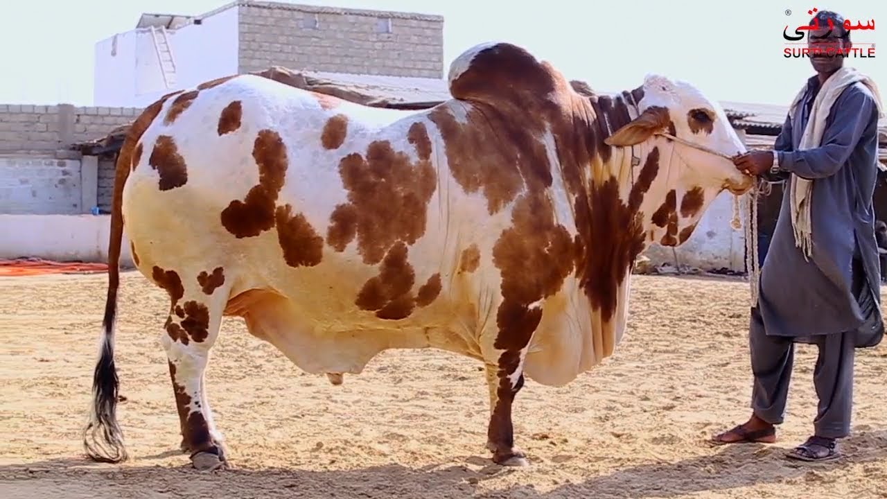 King Of Surti Cattle Farm I Dabba Beauty I Heavy Duty I Love Is Deep I ...