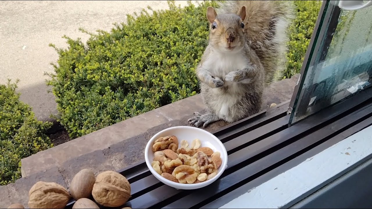 Do squirrels prefer nuts in shell or without shell? - YouTube