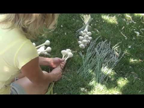 How to Braid (Tie) Hard Neck Garlic - YouTube