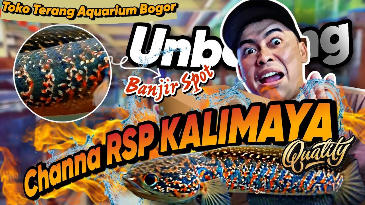 REVIEW CHANNA ASIATICA RSP KALIMAYA‼️JATUH BANGET HARGA ASIATICA‼️# ...