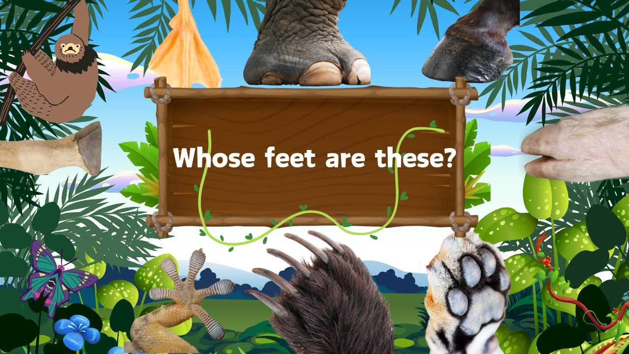 Whose Feet Are These? |30 Animal Feet Matching | Animal Quiz | Children ...