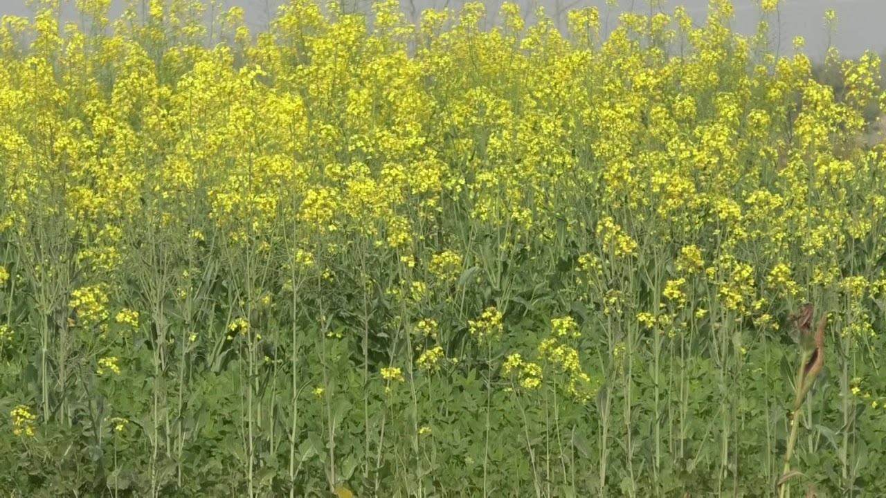 Plant of Sarso | Classicshoot Jhang | by Classic Movies Bhowana - YouTube