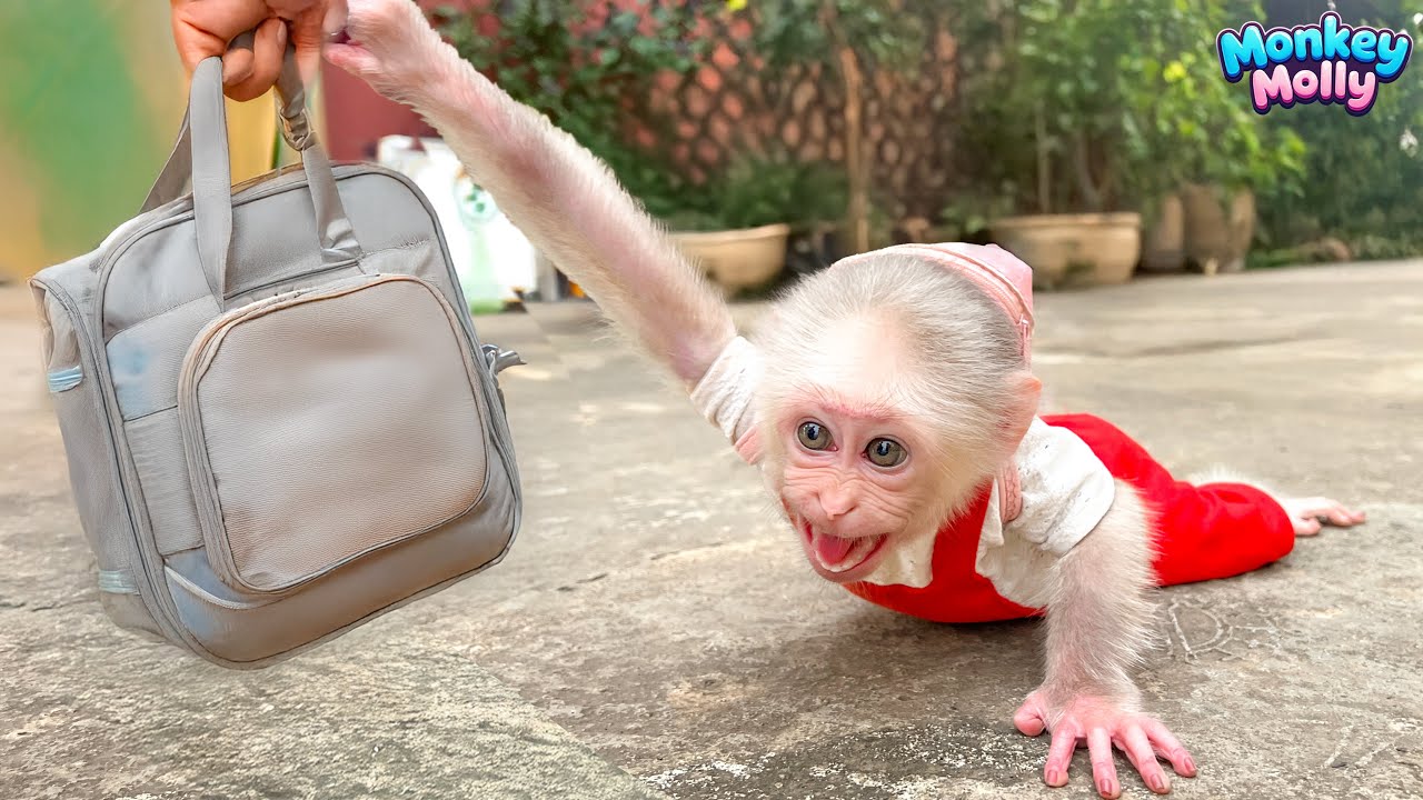 Monkey Molly’s Emotional Plea to Go to Work with Mom’s Husband - YouTube