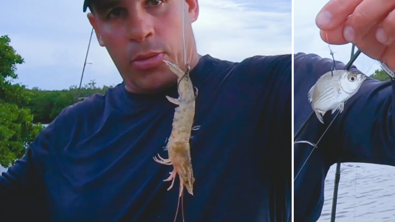 ESTAS CARNADAS SON INCREIBLES, MOJARRAS Y CAMARONES VIVOS\\Allan Abad ...