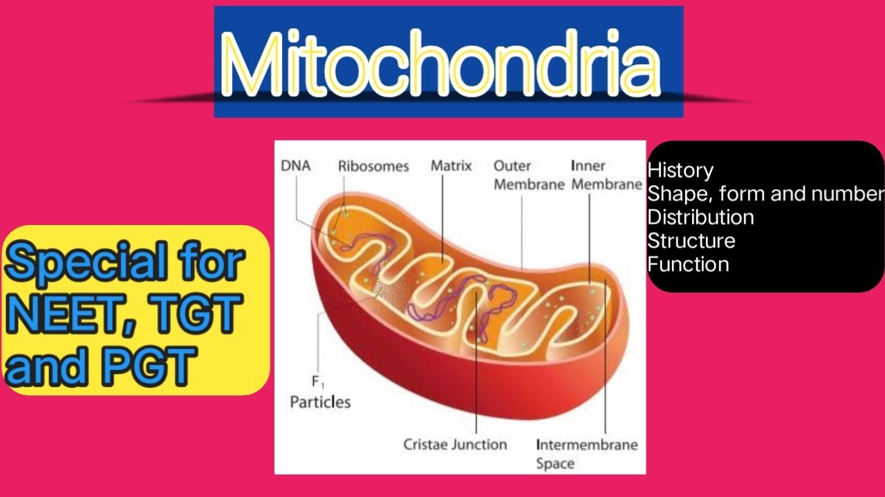 Mitochondria, Its history, form, shape, number, distribution, structure ...