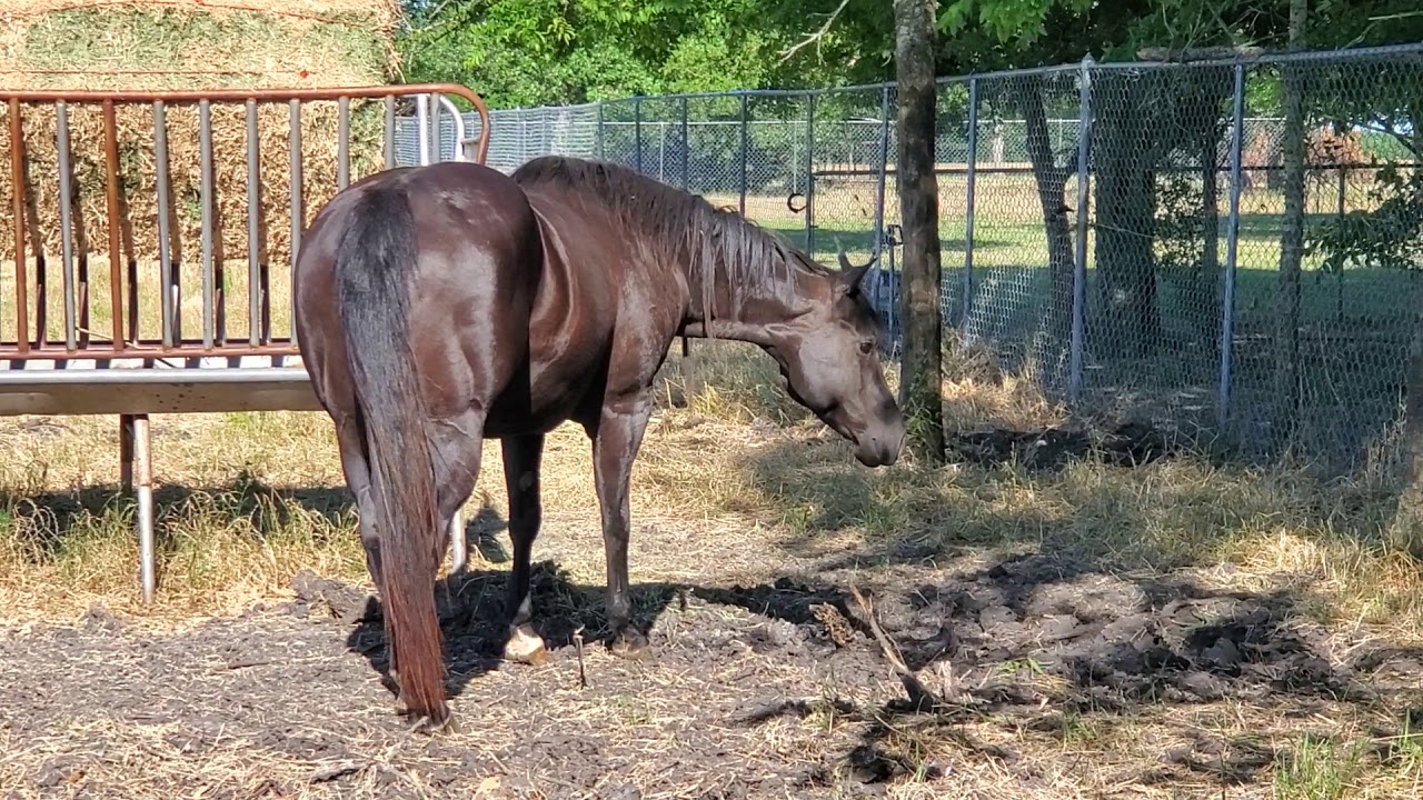 6/11/20 Grays Starlight mare on arrival at Shining C Grulla Horses ...