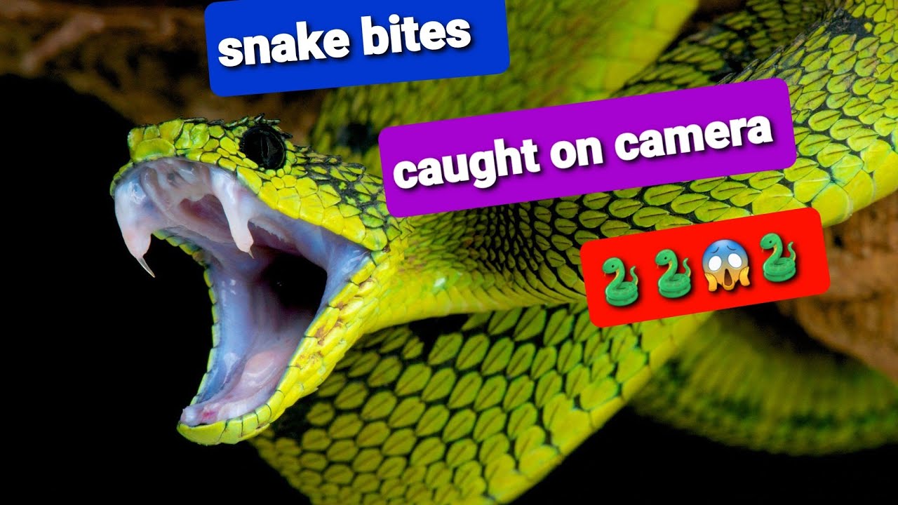 snake bites caught on camera 😱😱😱🐍🐍🐍🐍 - YouTube
