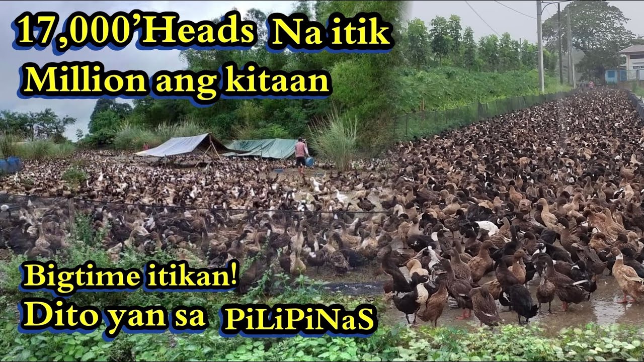 17,000 HEADS na ITIK MILLION ANG KITAN BIGTIME ITIKAN ( dito yan sa ...