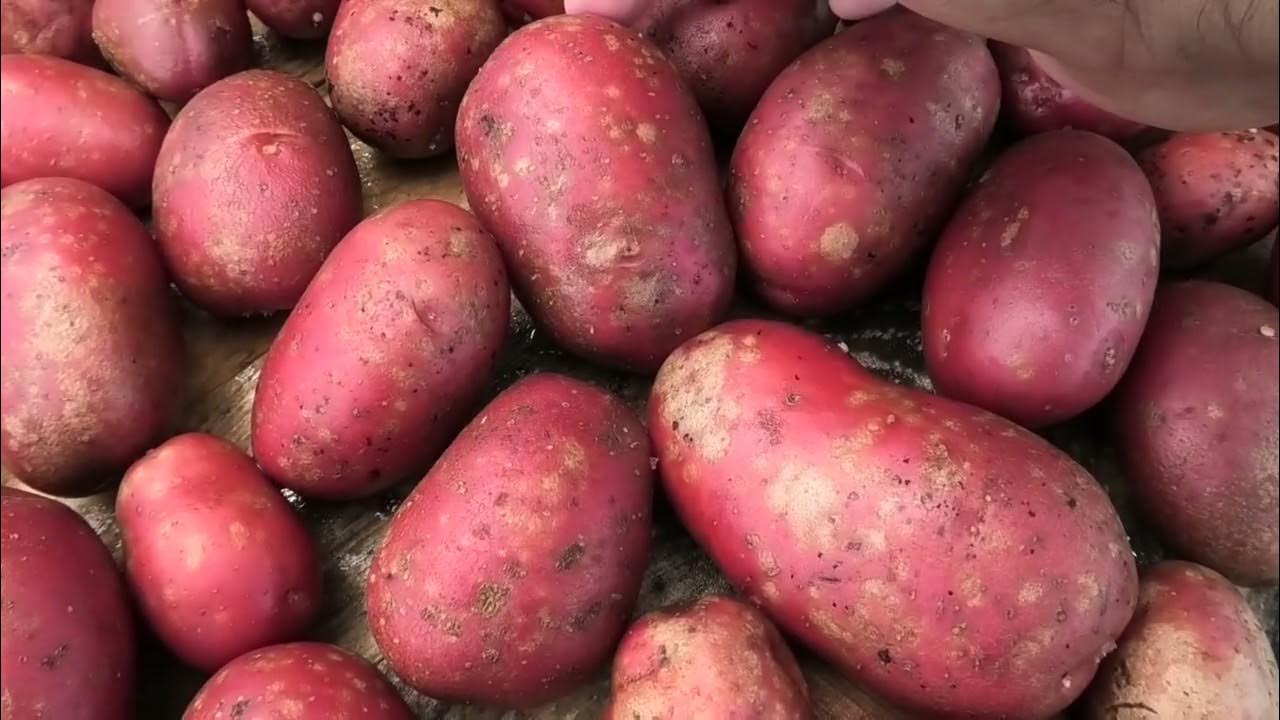 Картофель БАЛТИК РОУЗ в разрезе и на вкус - YouTube