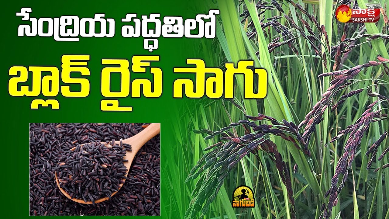 Black Rice Farming in Bhadradri Kothagudem Dist | Organic Black Rice ...